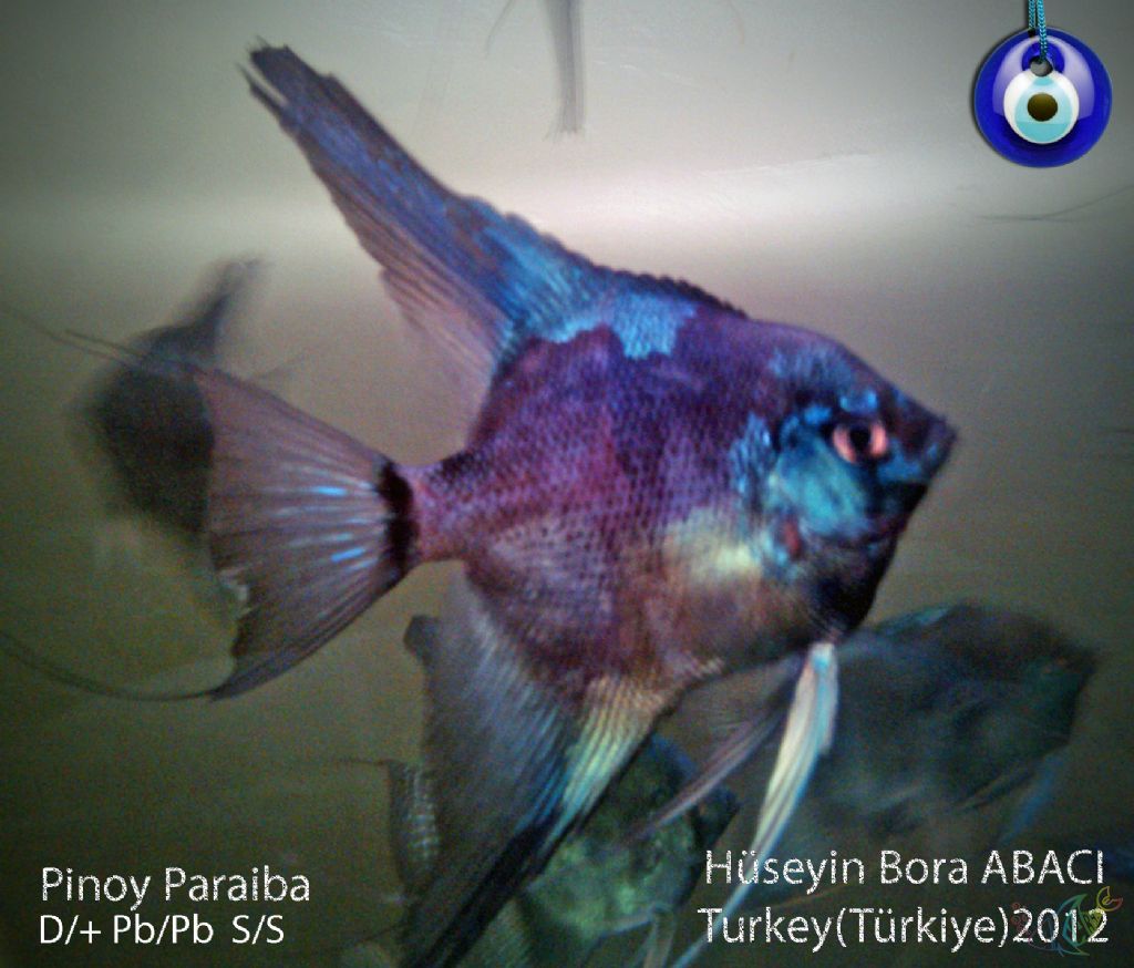 Gönderim Zamanı: 02 Kasım 2012 05:28