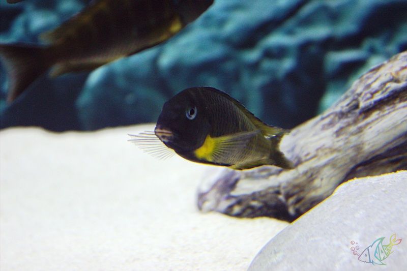 fatihkale 2014-04-14 14:08:34