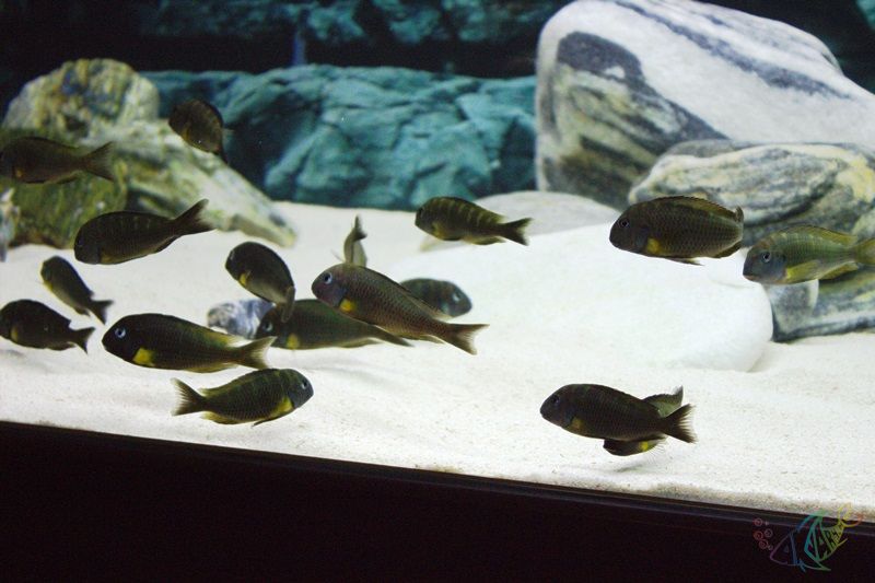 fatihkale 2014-04-14 14:08:34