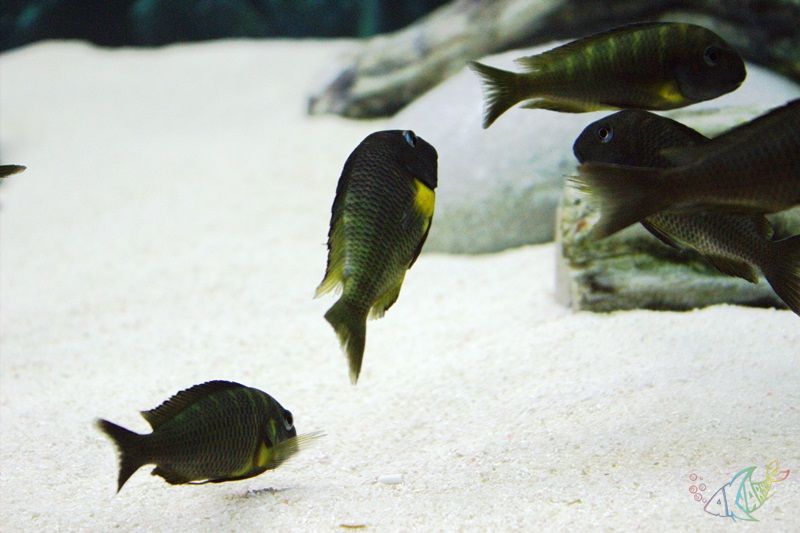 fatihkale 2014-04-14 14:08:34