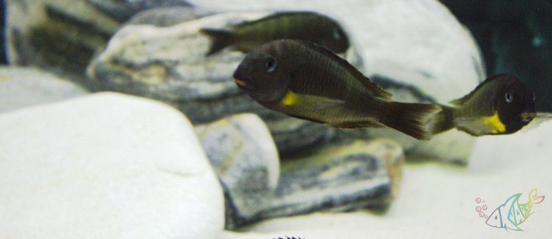 fatihkale 2014-04-14 14:08:34