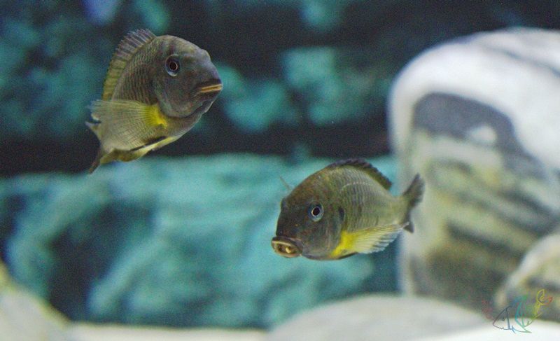 Üye imzalarını sadece giriş yapan üyelerimiz görebilir