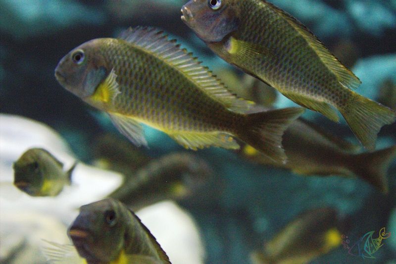 Üye imzalarını sadece giriş yapan üyelerimiz görebilir