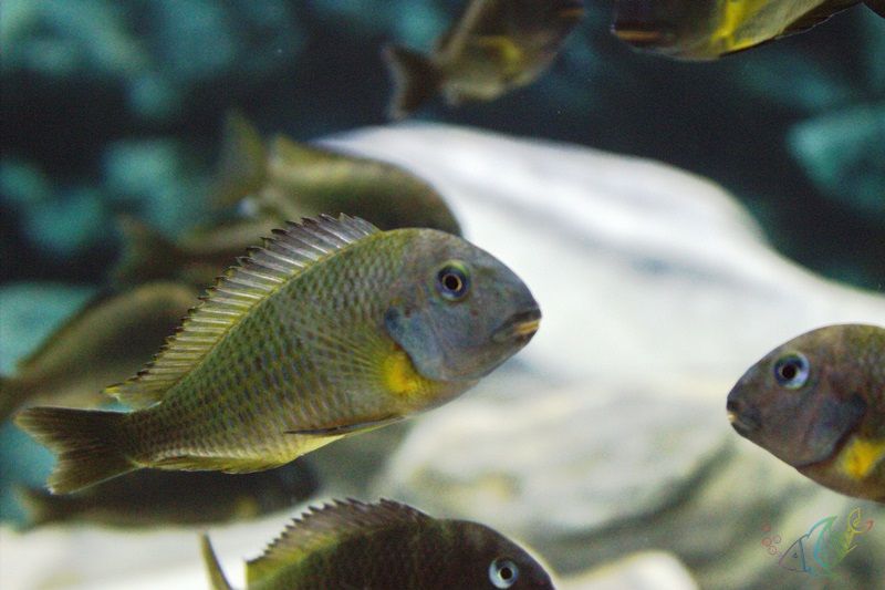 Üye imzalarını sadece giriş yapan üyelerimiz görebilir