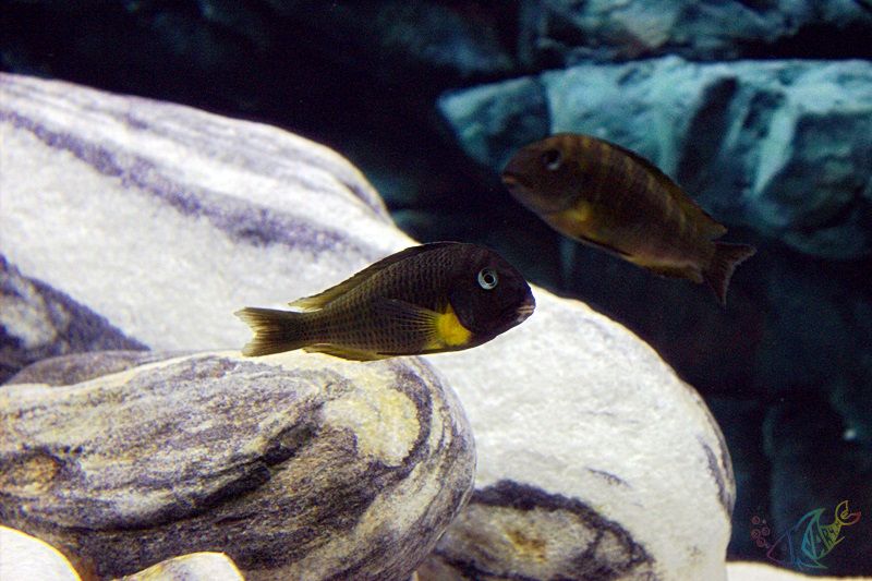 Üye imzalarını sadece giriş yapan üyelerimiz görebilir