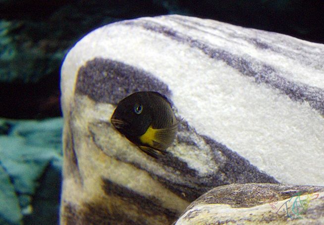 Üye imzalarını sadece giriş yapan üyelerimiz görebilir