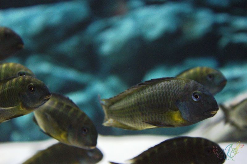 fatihkale 2014-04-14 14:08:34