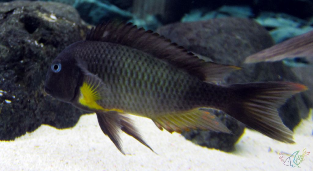 Fatih KALA 2014-08-13 18:05:37