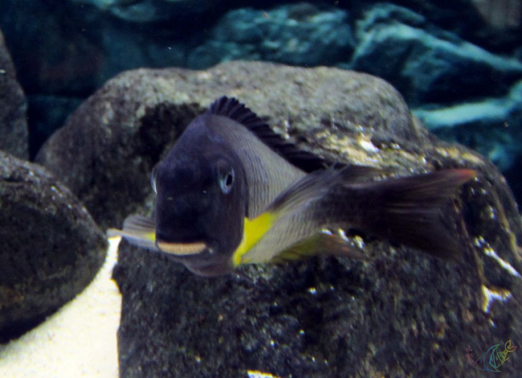 Üye imzalarını sadece giriş yapan üyelerimiz görebilir