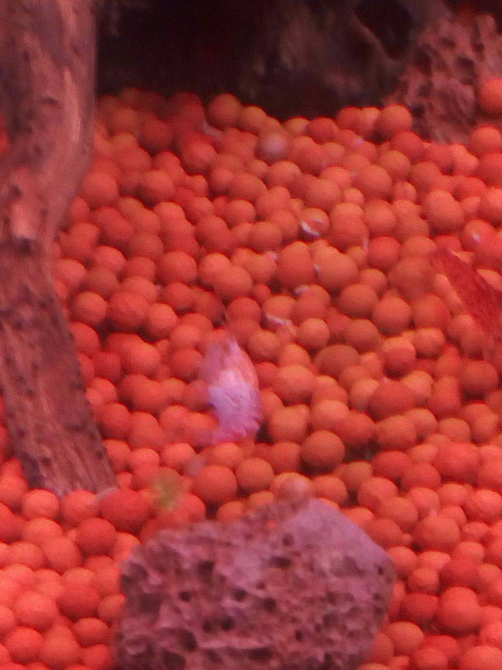 Copepods/Cyclops in my cherry shrimp tank : r/shrimptank