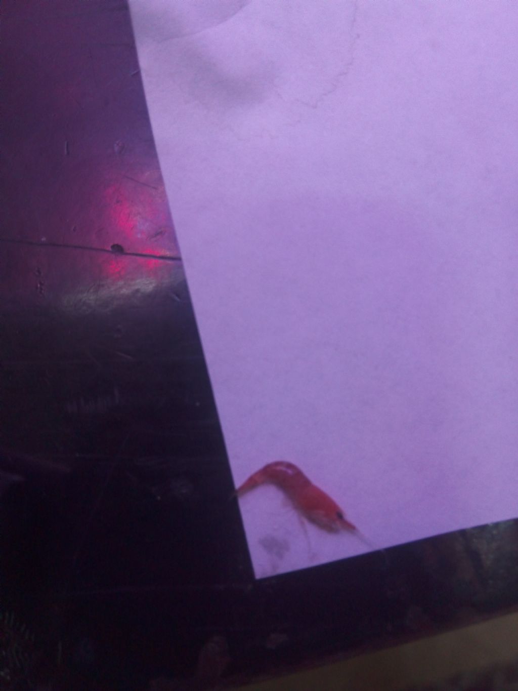 Copepods/Cyclops in my cherry shrimp tank : r/shrimptank