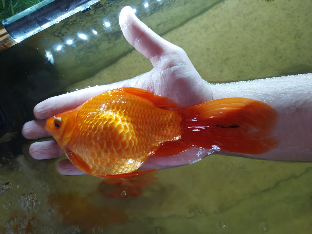 Sick Goldfish. Please help - Diseases - Aquarium Co-Op Forum