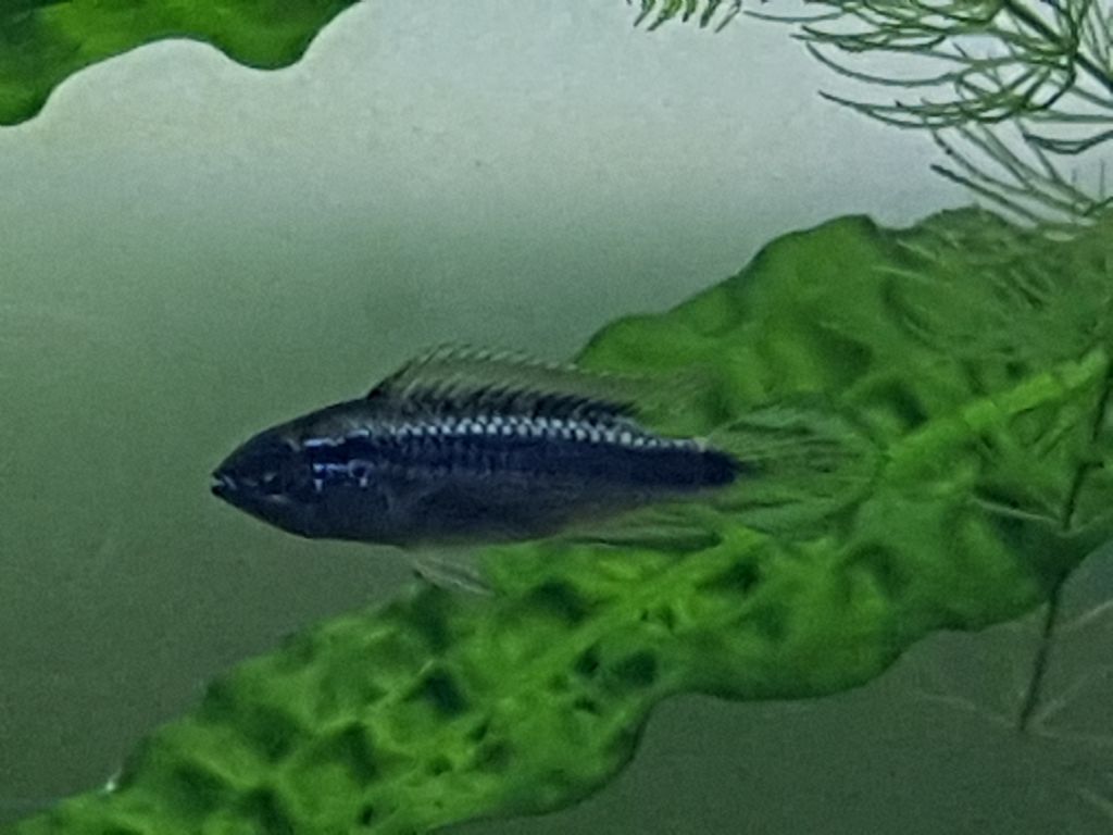 Agassizi tefe Pearl Blue Krallığı